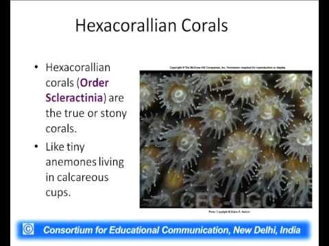 Animal Diversity-Non Chordata