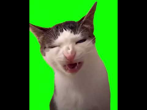 FREE | Cat Crunching Meme Green Screen (link in description)