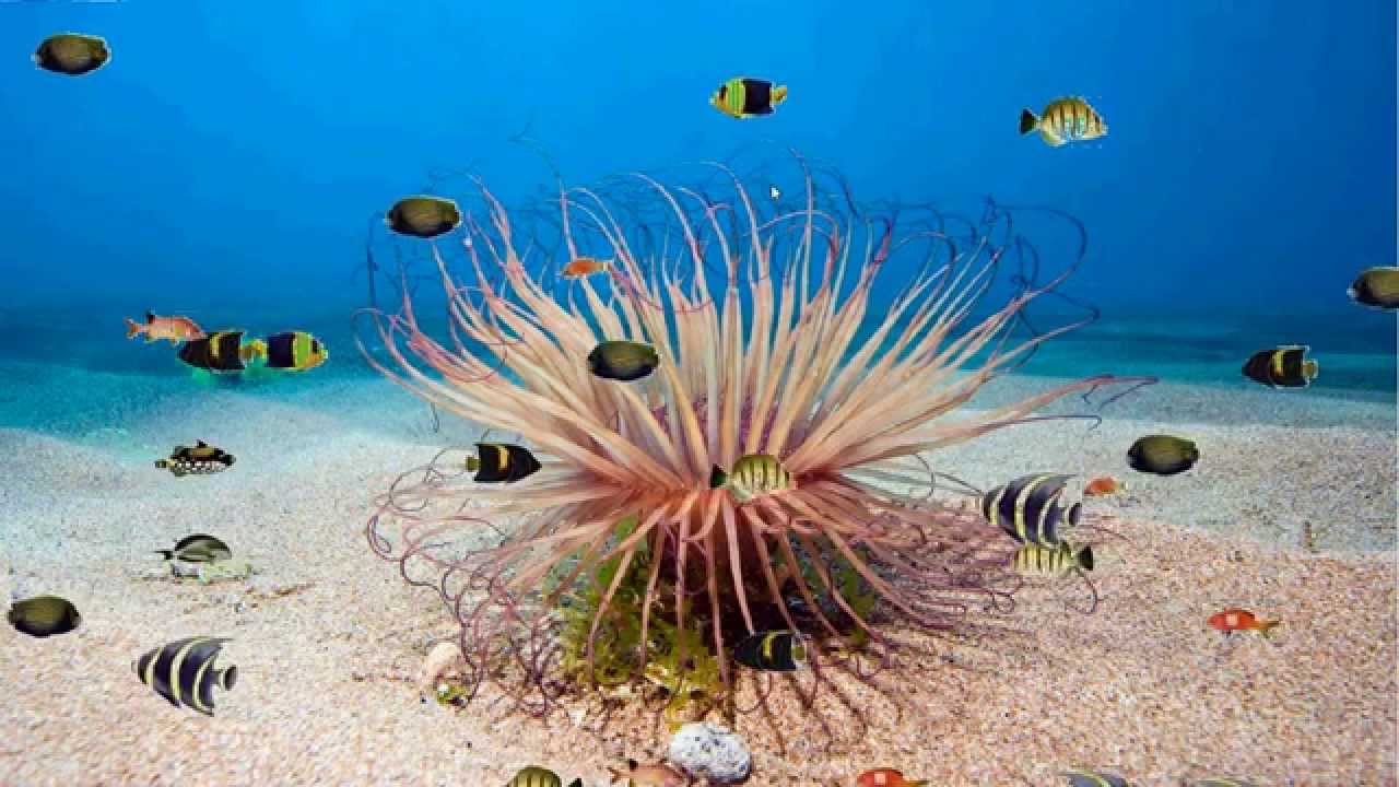 Aquarium animation in java