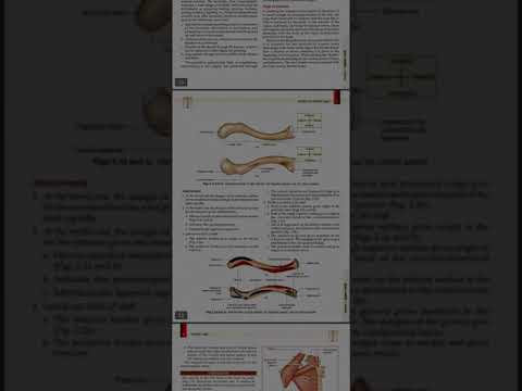 upper limb pdf ...