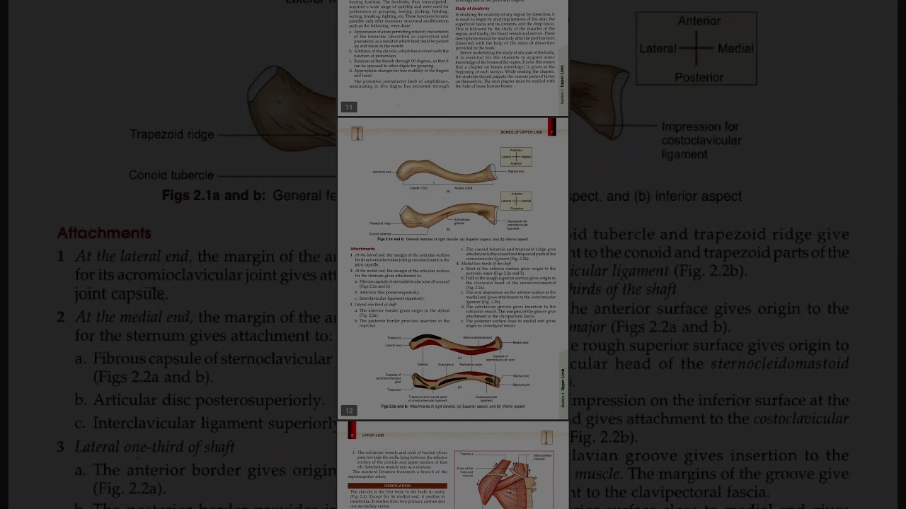 upper limb pdf ...
