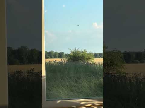 ruby throated humming birb mating dance