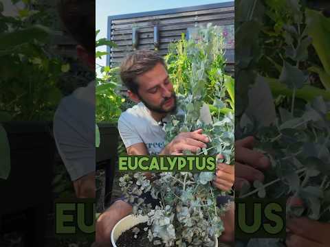 You can grow Eucalyptus in pots & here is what to do with it 🌿 #eucalyptus #gardening #garden