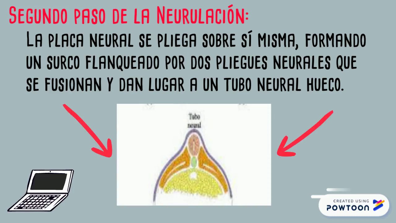Embriología del Sistema Nervioso