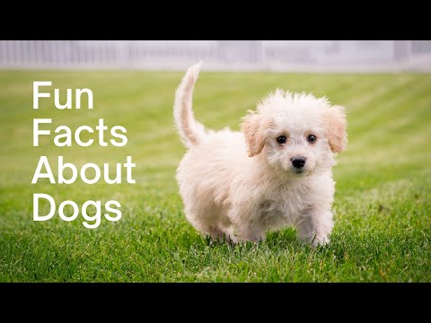 100 Amazing Facts About Dogs You Probably Didn't Know