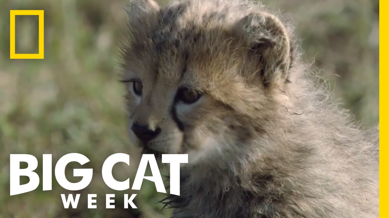 Cheetah Cubs First Adventure | Big Cat Week