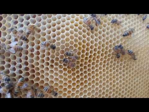 Mark's Farm Tochok: Double Screen Board