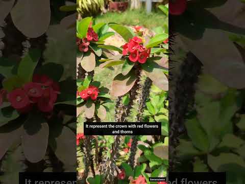 Why Euphorbia Milli Plant is called as Crown of Thorns ? #crownofthorns #euphorbiamilii #euphorbia