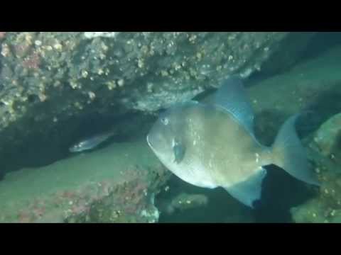 GREY TRIGGERFISH HD