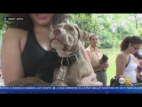 ASPCA To Offer More Low-Cost Services In Tri-State Area