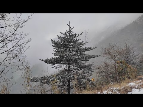 #gangtok #gangtokhotel #sikkim #zuluk #muscatel #snow #snowfall #beautifulnature #restaurant