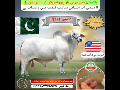 Mr. Captain 133/1 Pure American Grey Brahman Bull #shorts #youtubeshorts