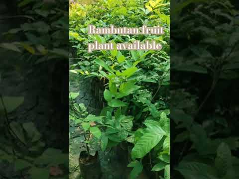 Rambutan - Wholesale Price & Mandi Rate for Rambutan