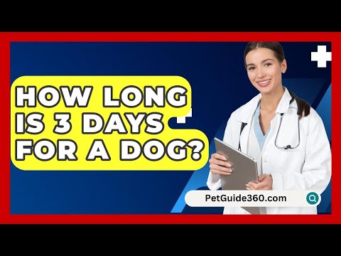 How Long Is 3 Days For A Dog? - PetGuide360.com