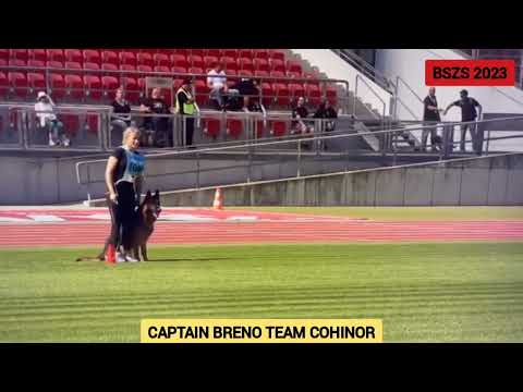 CAPTAIN BRENO TEAM COHINOR German Sieger #BSZS2023 #germanshepherd #gsd #dog