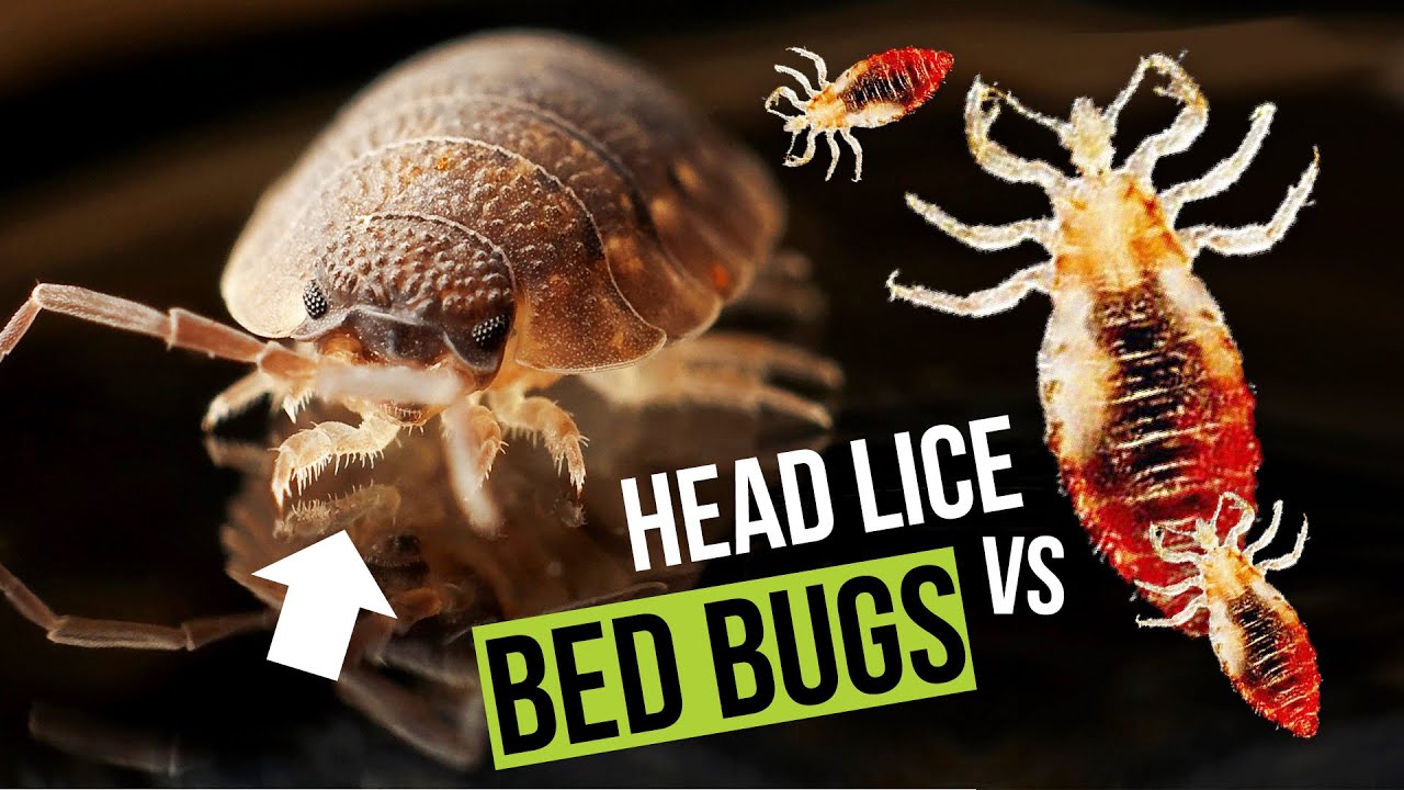 Bed Bugs Vs Head Lice - What is the Difference?