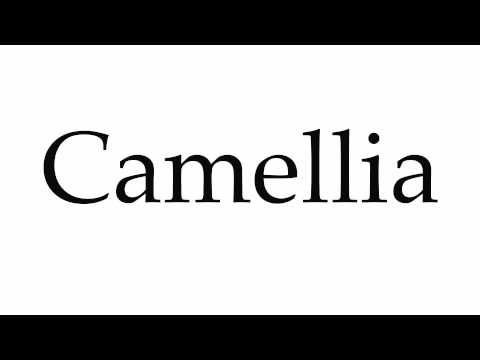 How to Pronounce Camellia