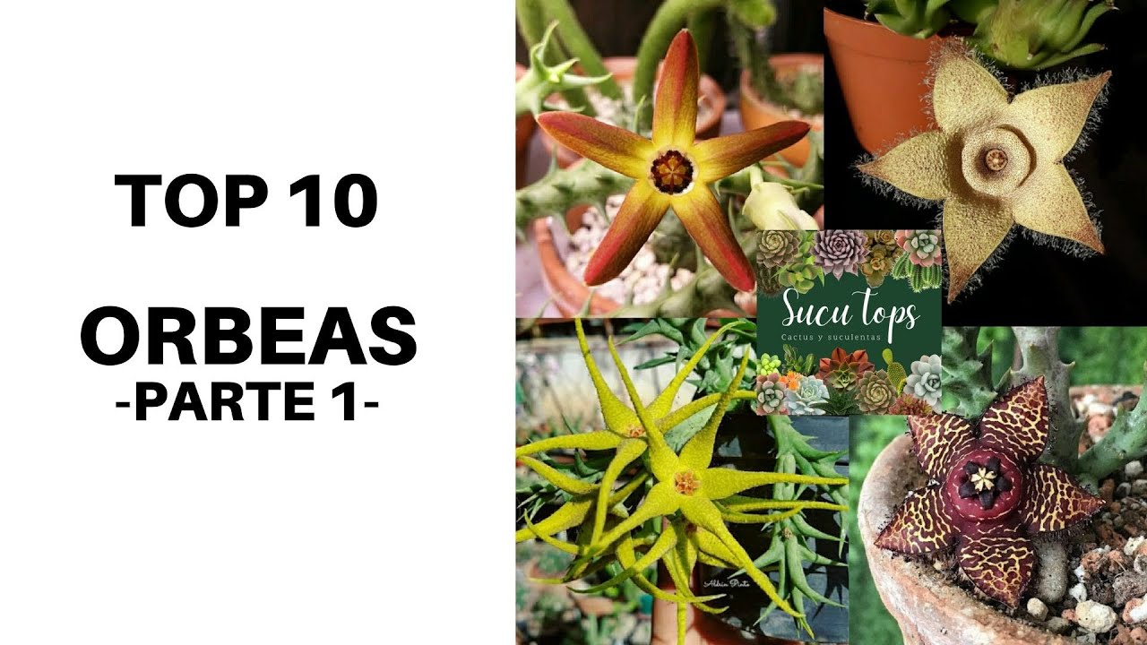 TOP 10 ORBEAS, PARTE 1