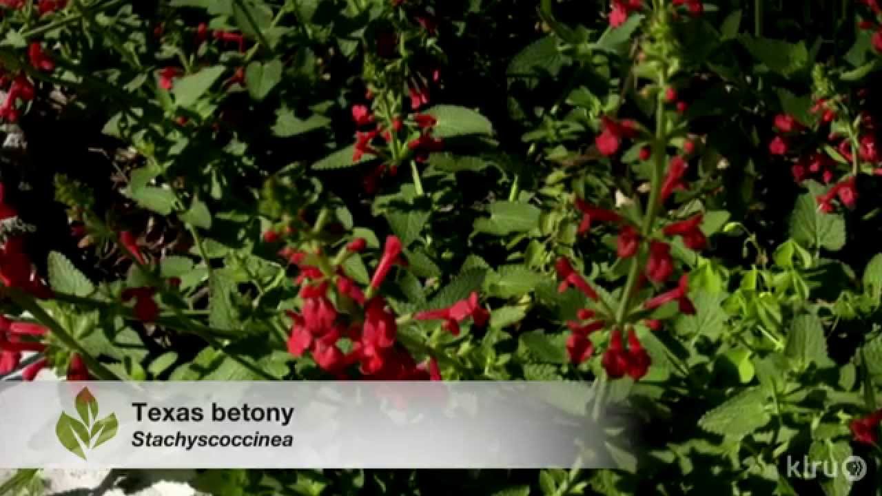 What is a native plant? |Daphne Richards |Central Texas Gardener
