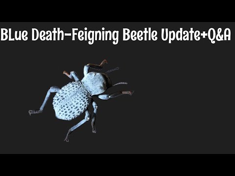 Blue Death-Feigning Beetle Update + Q&A