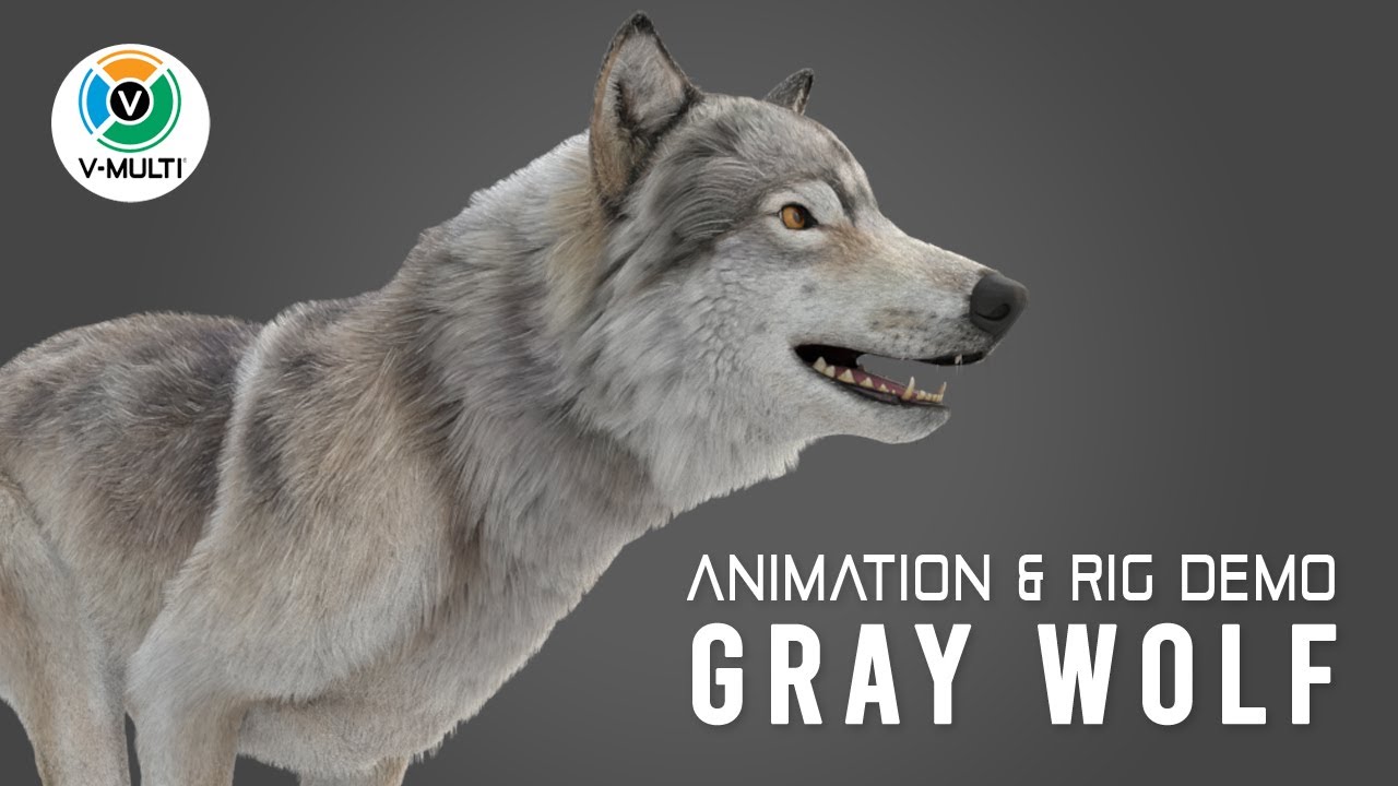 Animation | Rig Demo | Gray Wolf