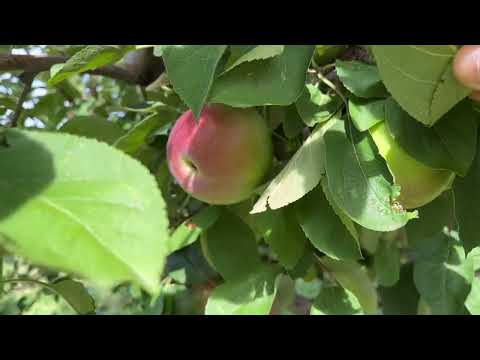 Macintosh Apple, the Mac is named after this apple?!