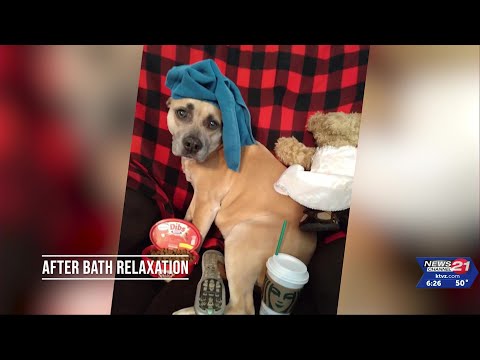 Pet Pics Sweepstakes: Do they get any cuter