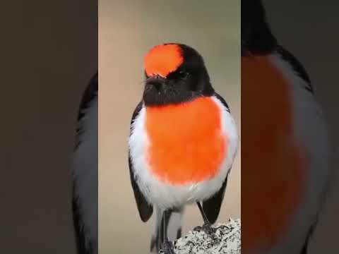 Bird chirping #shorts #ytshort #bird #cutebirds