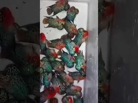 Flowerhorn Fish - Wholesale Price & Mandi Rate for Floran Fish in India