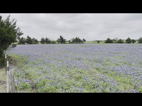 Huge field of Texas bluebonnets found in Austin County โ the town of Welcome, Texas