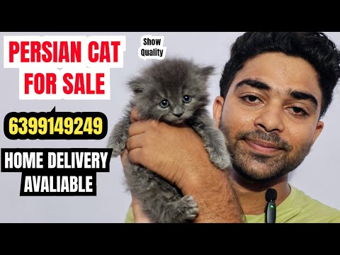 😍PERSIAN RUSSIAN BLUE COLOUR MALE • HOME DELIVERY AVALIABLE • 6399149249#cat #viral #youtube