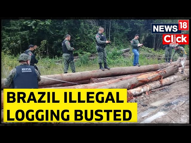 Illegal logging in the Amazon, Brazil