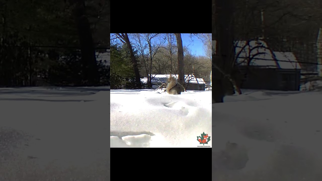 Squirrel Scrambles for Buried Treasure