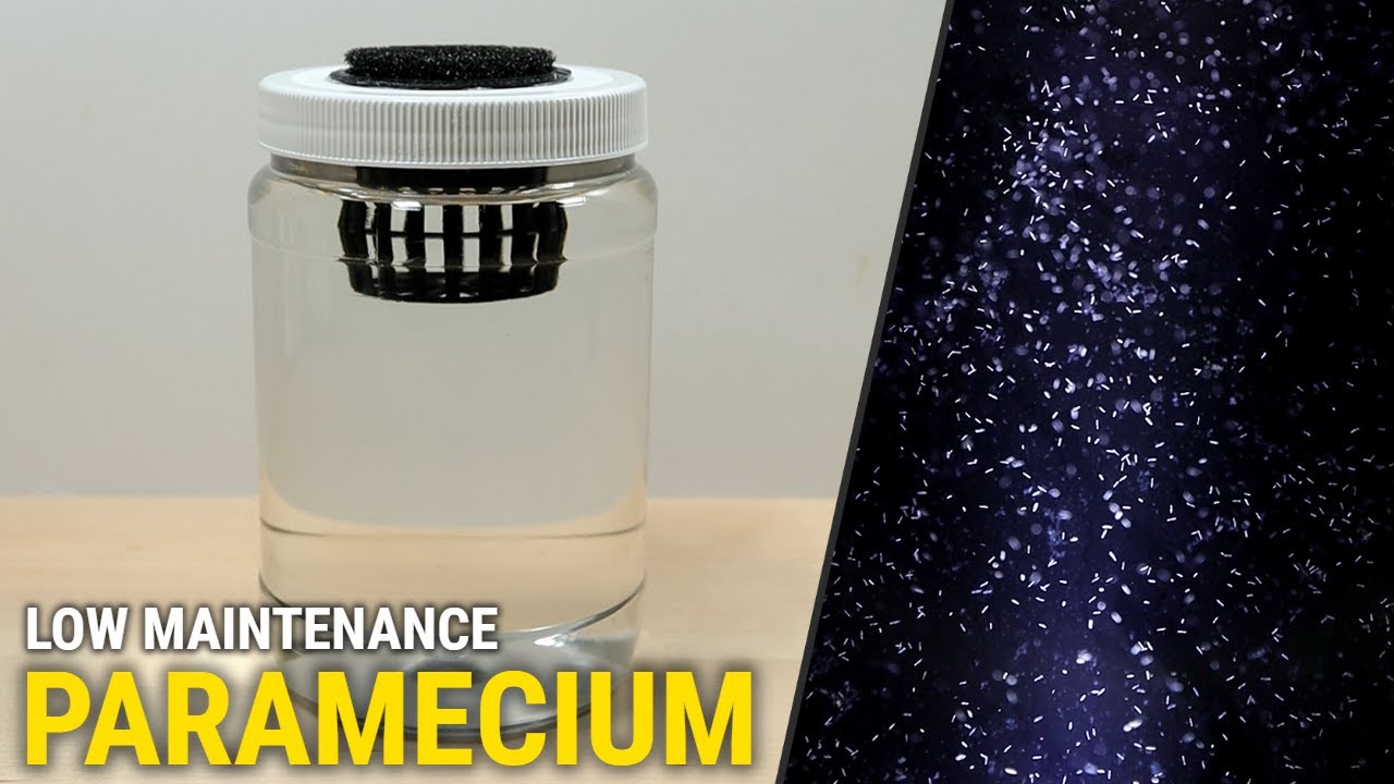 How I Culture Paramecium - Even When I Don't Want To