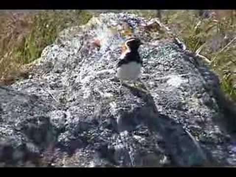 Rare birds in Arctic Svalbard | Dear Kitty. Some blog