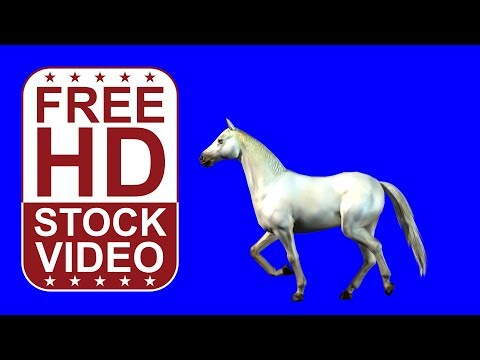 Free Stock Videos – animal animations arab horse cantering and resting on blue screen