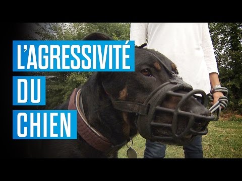 Comment canaliser l’agressivité du chien ?