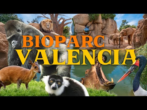 Bioparc Valencia - a must see zoo in Europe? | Zoo Review