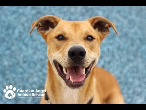 Kevin - Available for Adoption