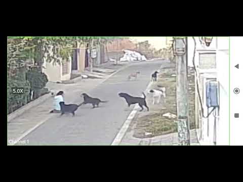 Dogs attack on Doctor and injured her