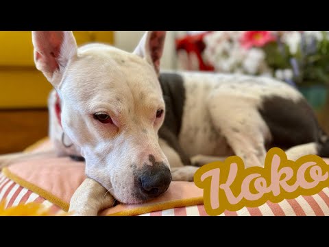 Dog for adoption - Koko Chill Girl loves Kids, a Pit Bull Terrier ...