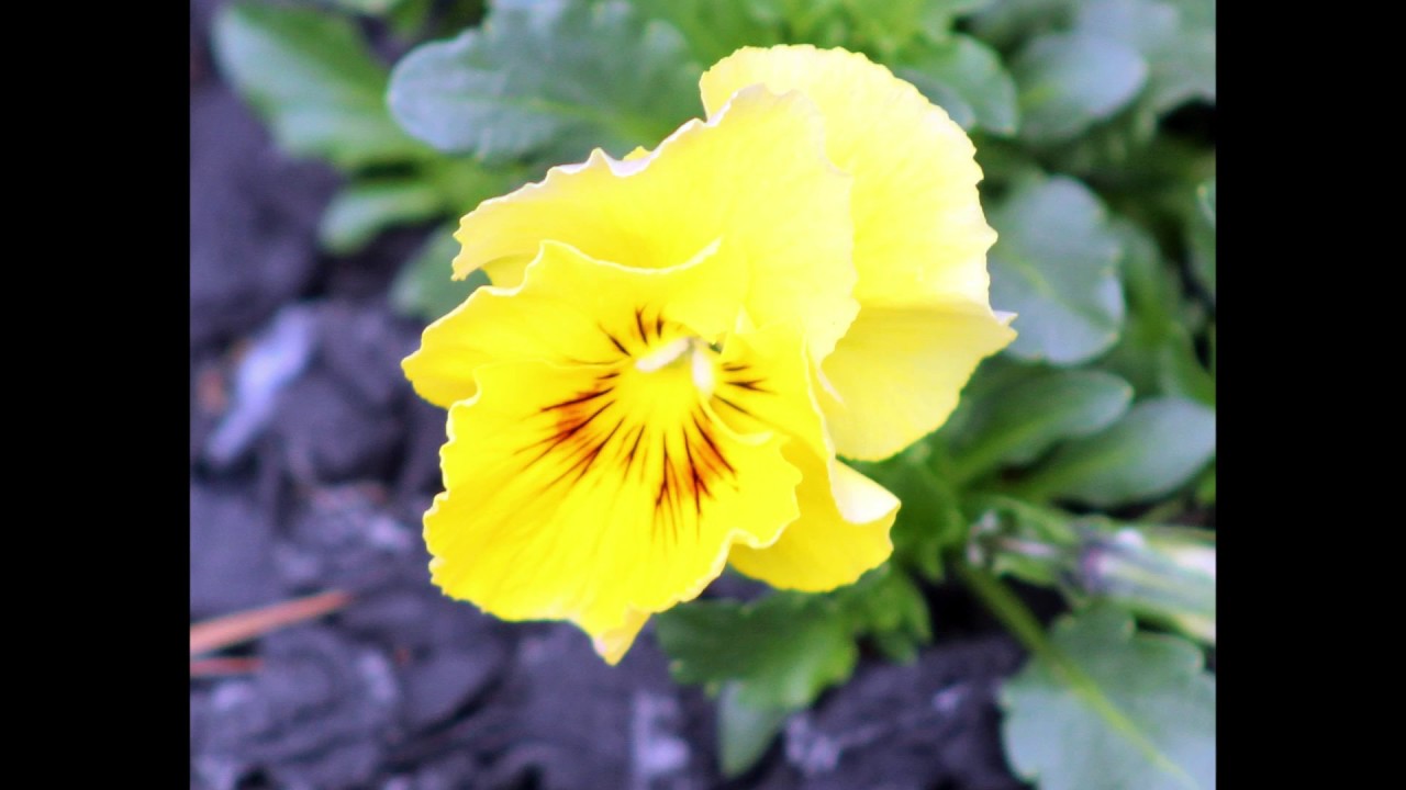 Michael's Creations Photography