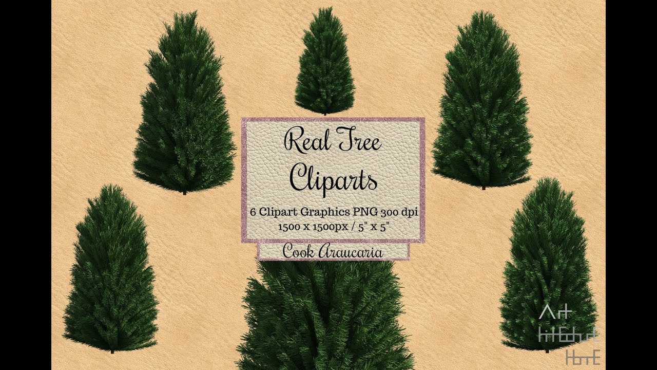 Real Tree Cliparts - Cook araucaria - photoshop overlays png, Tree layout, transparent background
