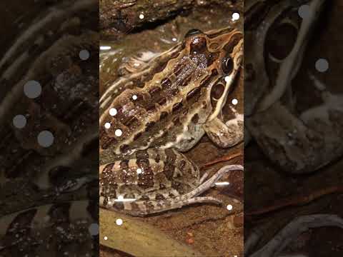 African Clawed Frog: Ferocious Amphibian with Claws