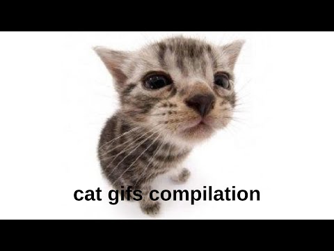 cat edit gifs