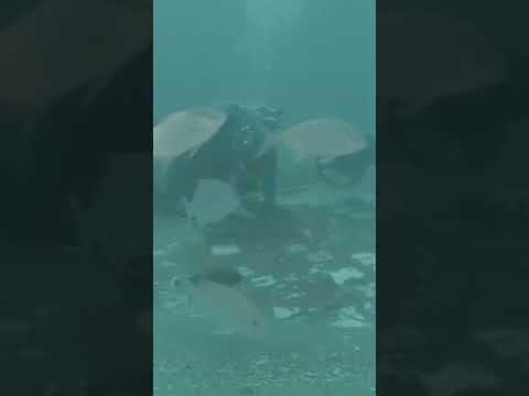 Encuentran un Transbordador Espacial en el Triángulo de las Bermudas