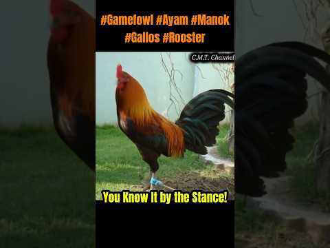 You Know It by the Stance!🐓#gamefowl #gallos #ayam #chicken #usa#chickenbreeds #shorts#birds#rooster