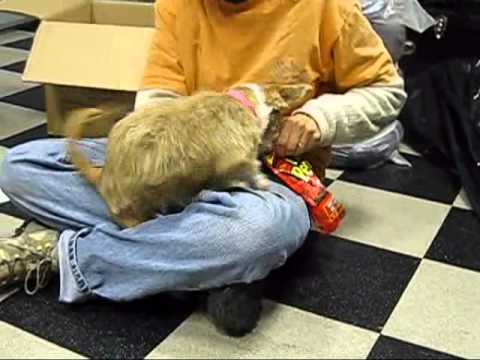Pippi the Puppy.wmv