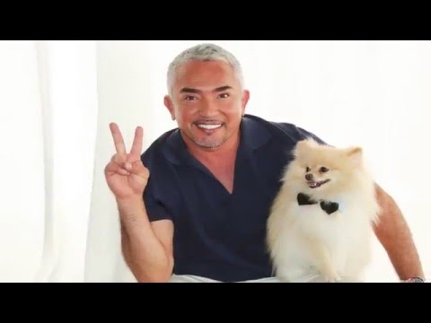 Investigation Against Cesar Millan for Animal Cruelty Has Come to an End