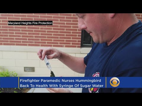 Firefighter Nurses Hummingbird Back To Health